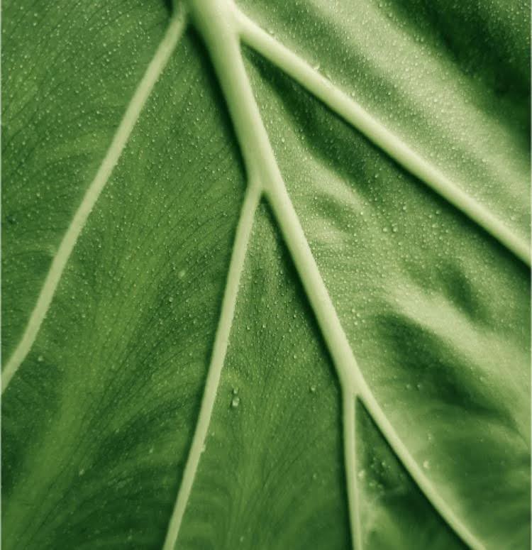 NO ARTIFICIAL INGREDIENTS OR PHARMACEUTICALS